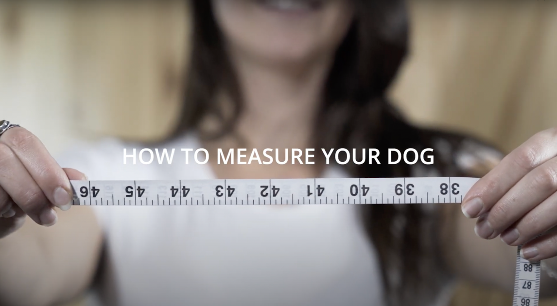 How to measure your Dog– Knotty Pets