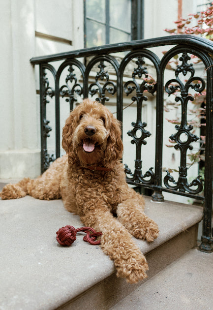 Handmade Nylon Rope Dog Toy– Knotty Pets